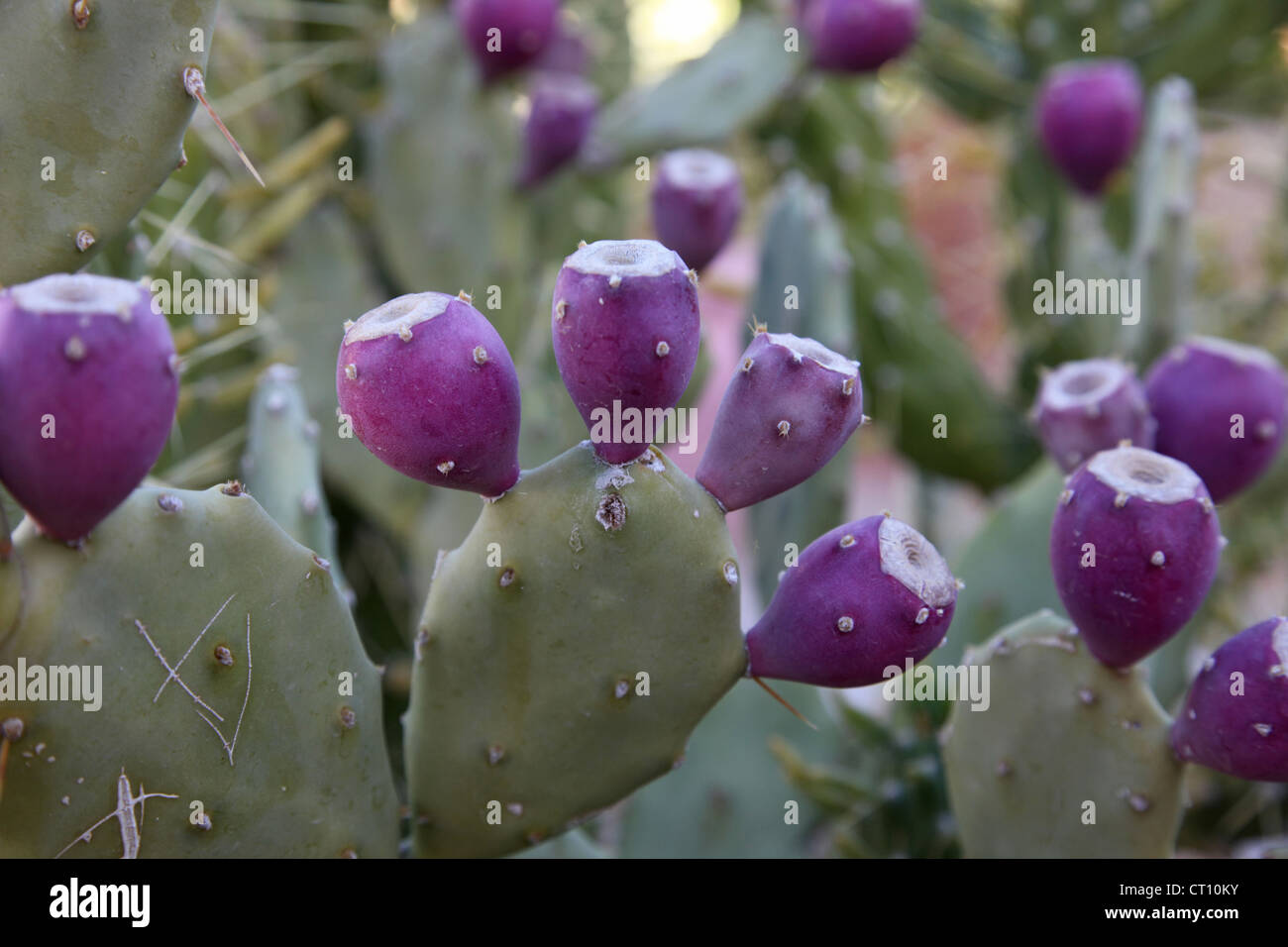 Opuntia botany hi-res stock photography and images - Alamy