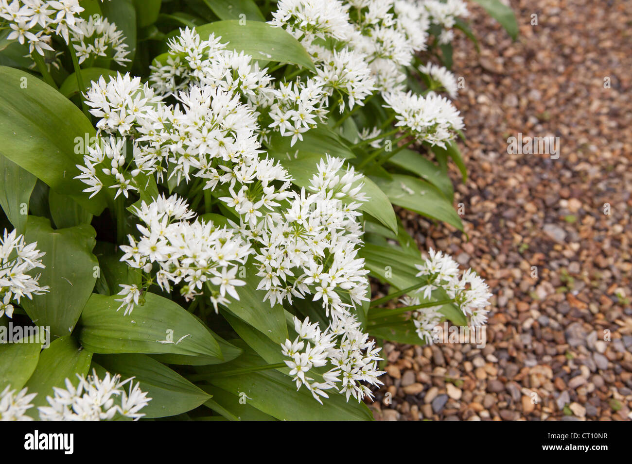 Flowering Wild garlic (allium ursinum Stock Photo - Alamy