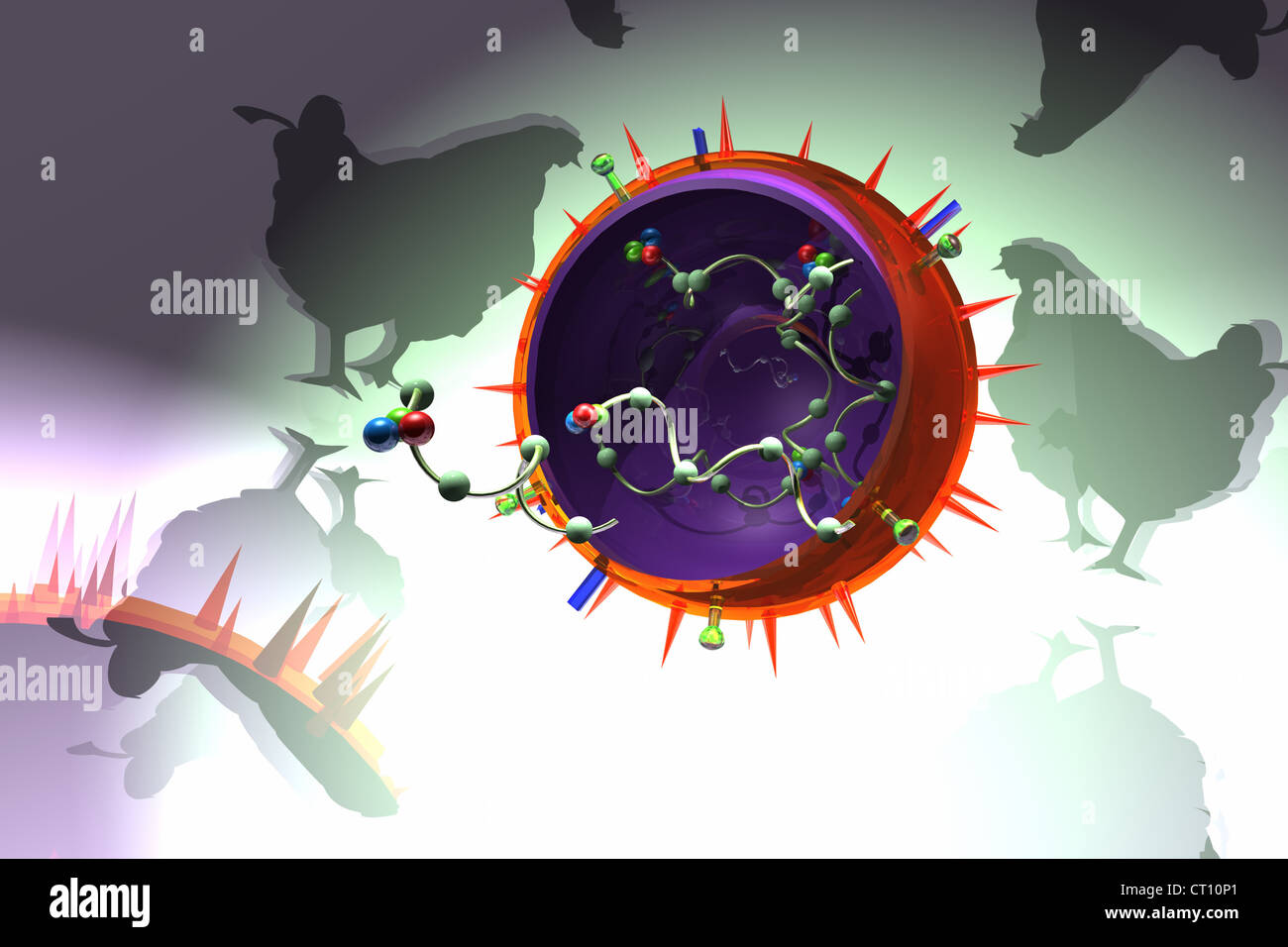 AVIAN INFLUENZA, DRAWING Stock Photo - Alamy