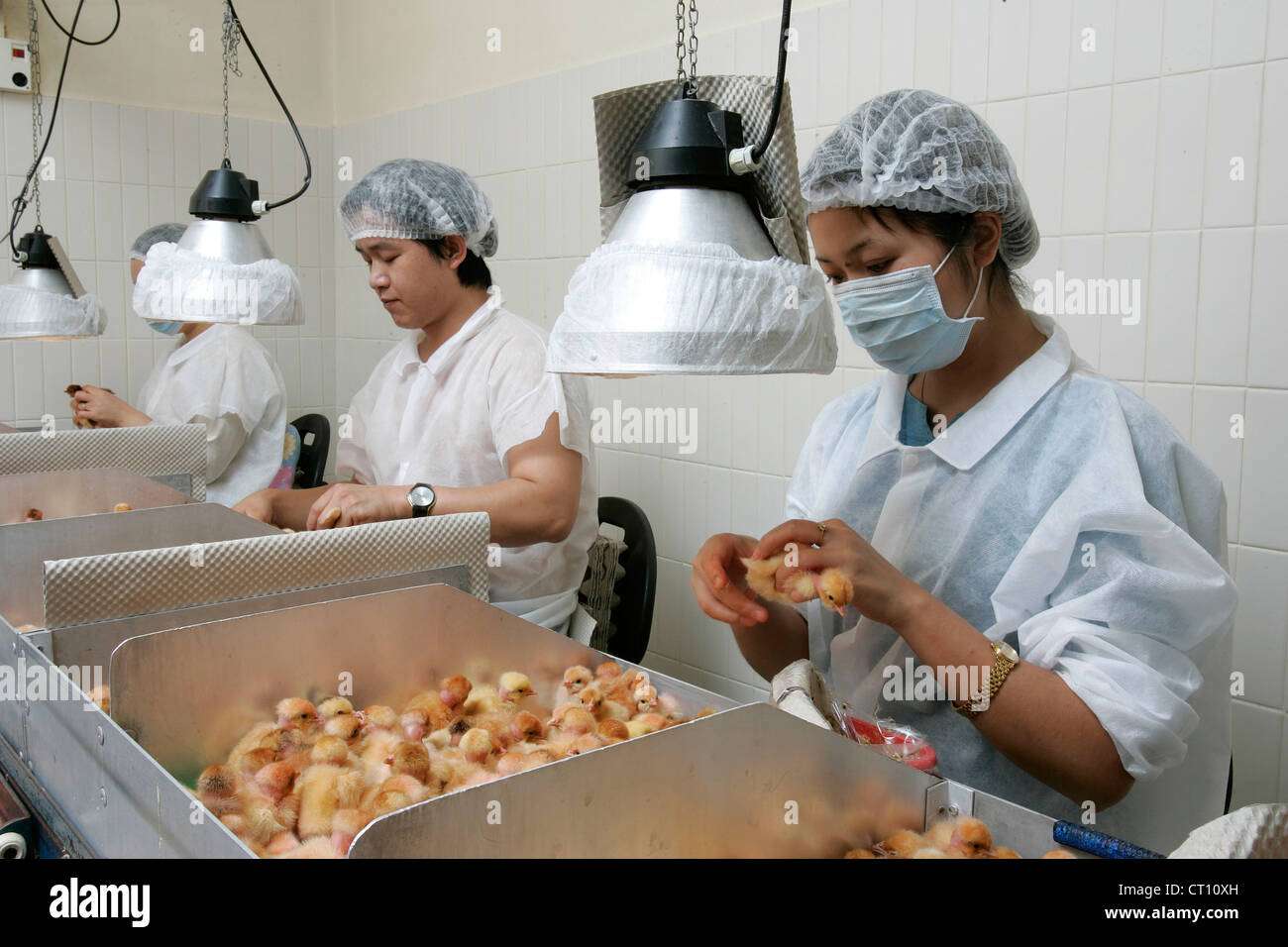 Poultry industries hi-res stock photography and images - Alamy