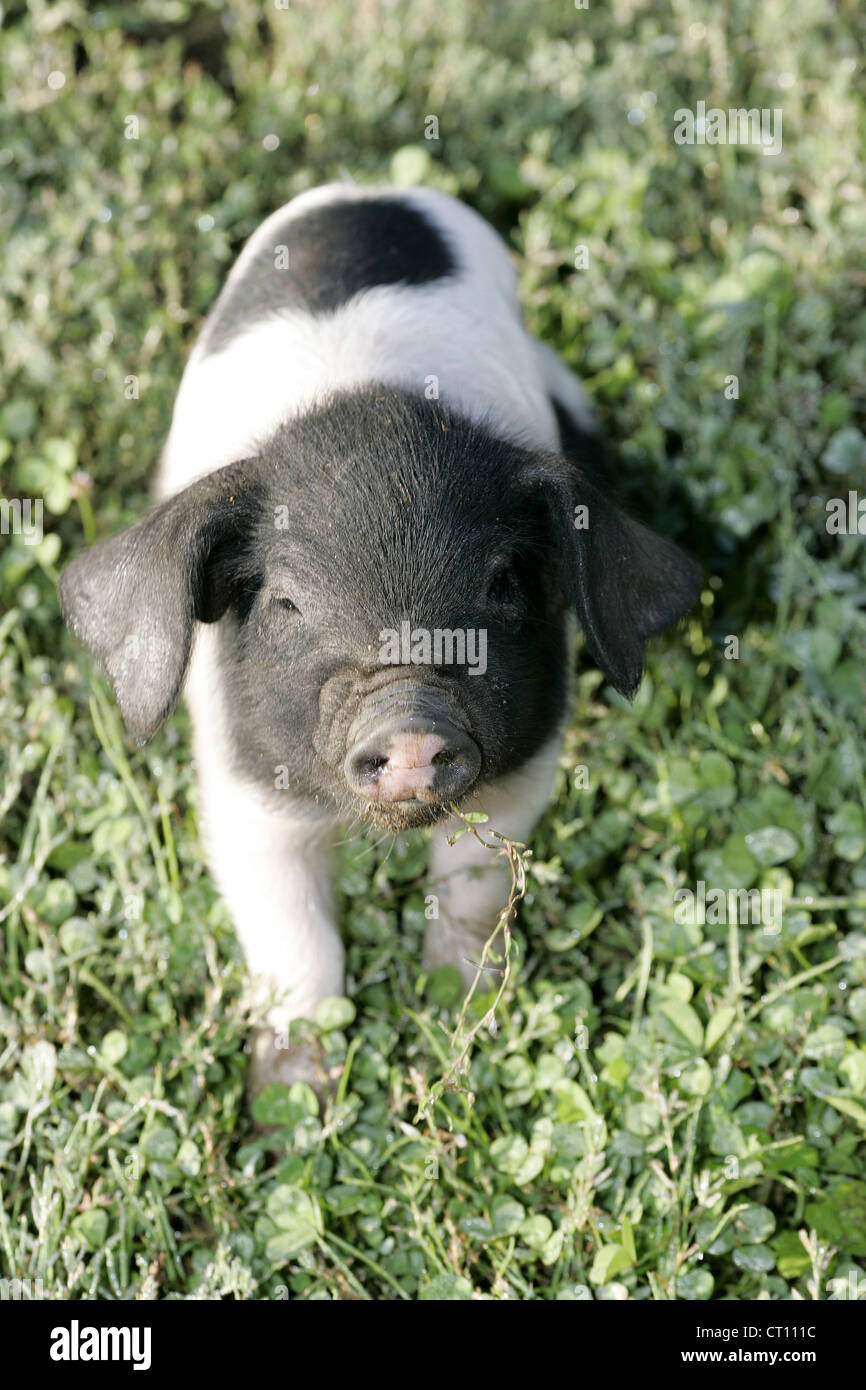 Basque domestic pig hi-res stock photography and images - Alamy