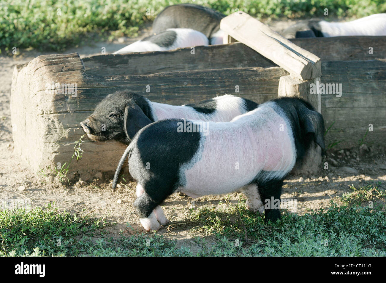 Basque pigs hi-res stock photography and images - Alamy