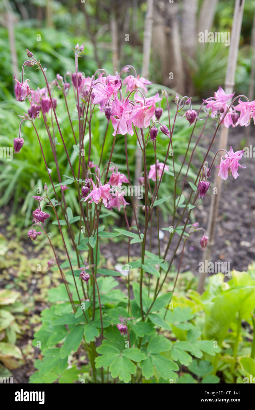 Granny S Bonnet Aquilegia With Pink Flowers Stock Photo Alamy
