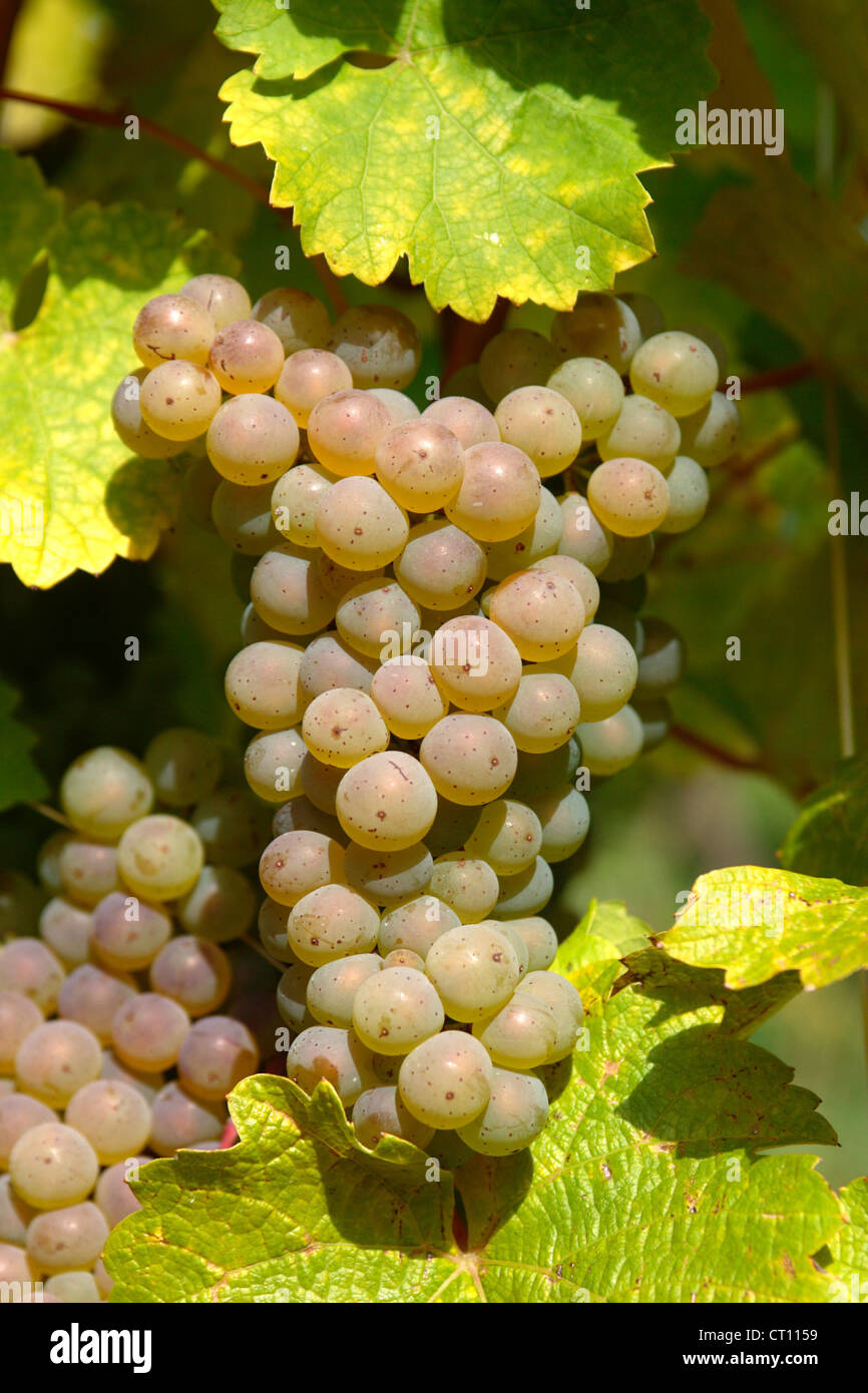 Ripe Riesling grapes on the vine Stock Photo - Alamy