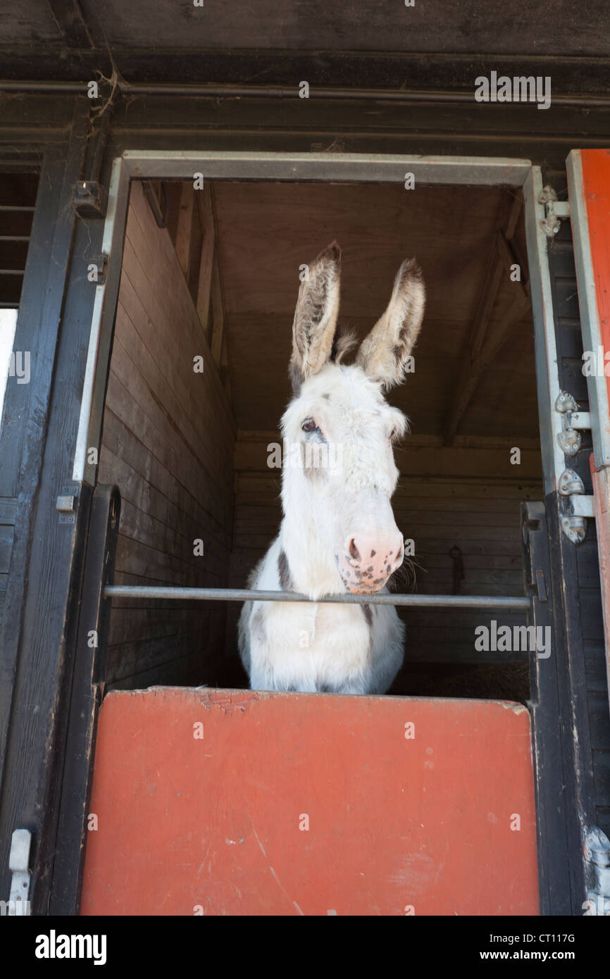 Donkey and Horse Sanctuary with Stables Stock Photo - Alamy