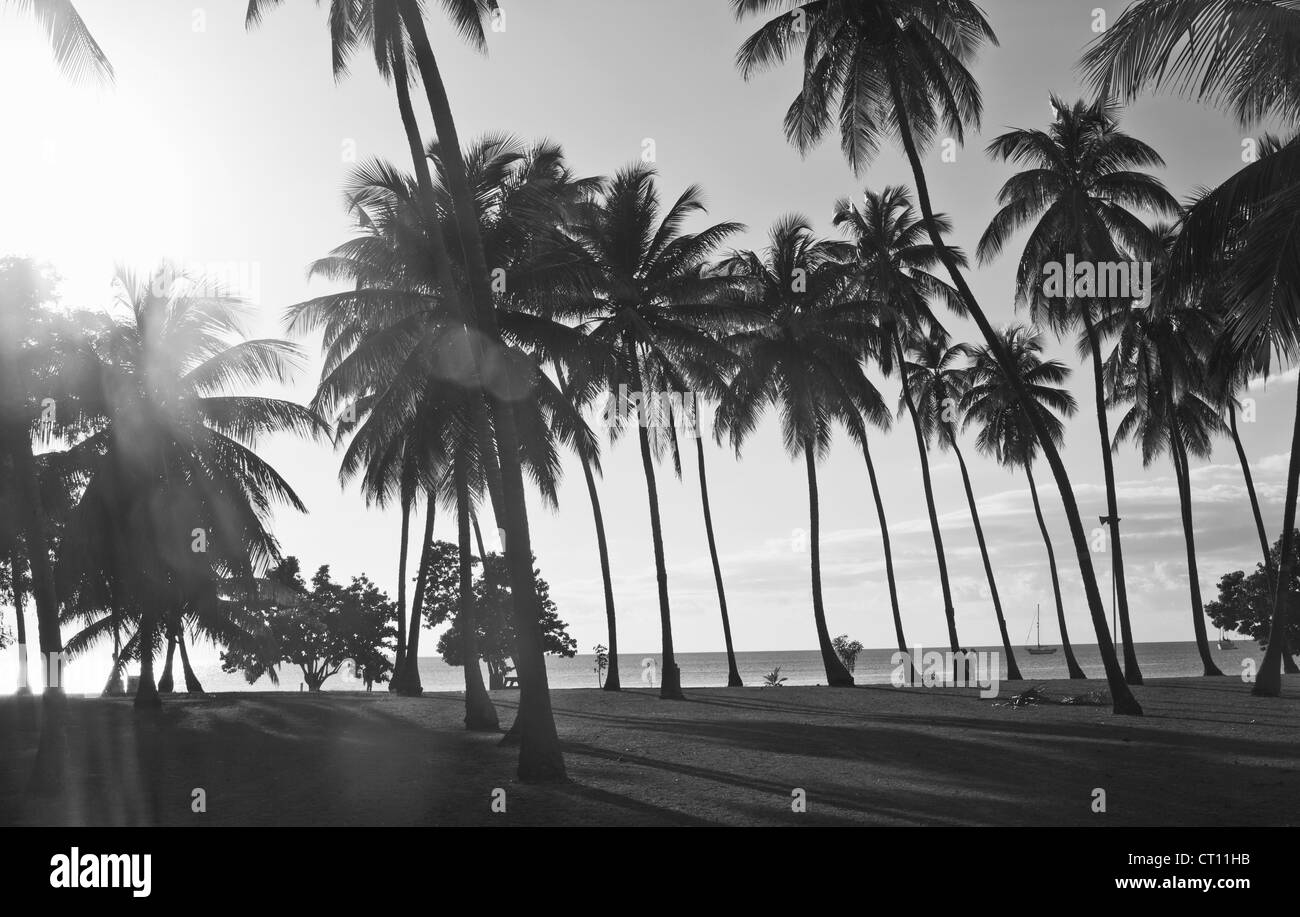 Beach scene trees sea in Black and White Stock Photos & Images - Alamy