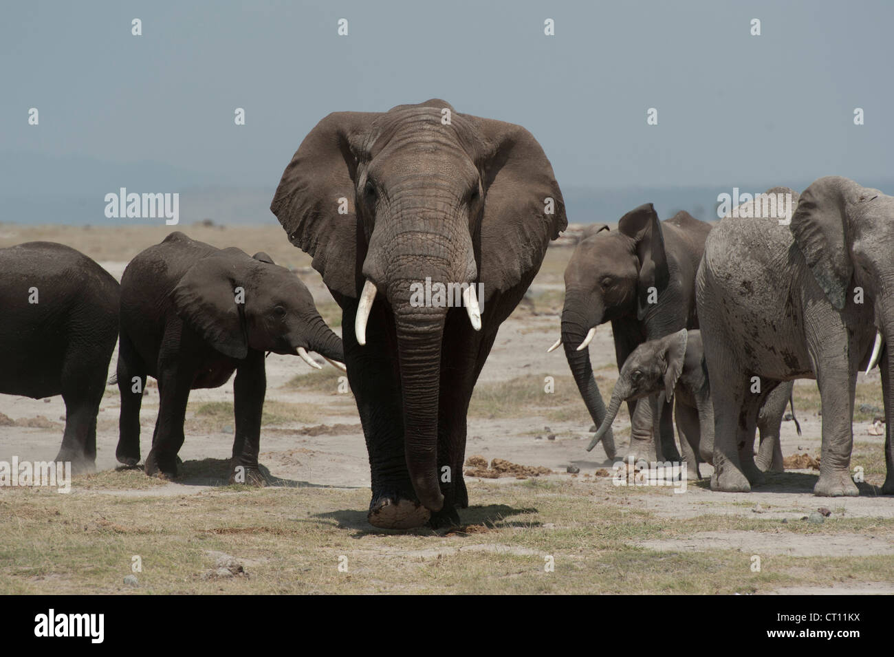 Elephant and family in Amboseli Stock Photo - Alamy