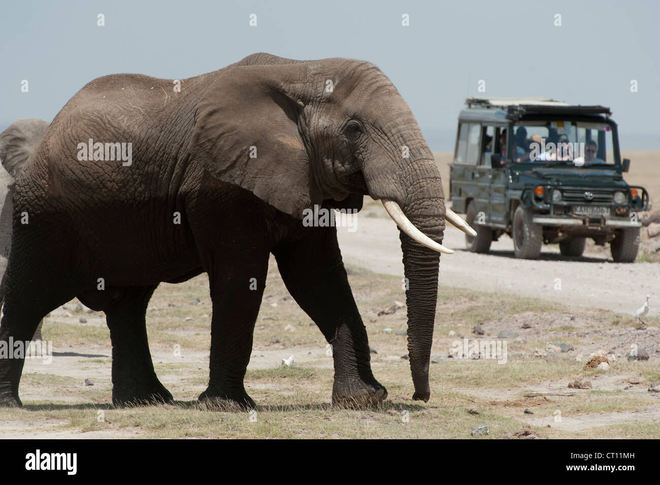 Safari vehicle in front elephant hi-res stock photography and images ...