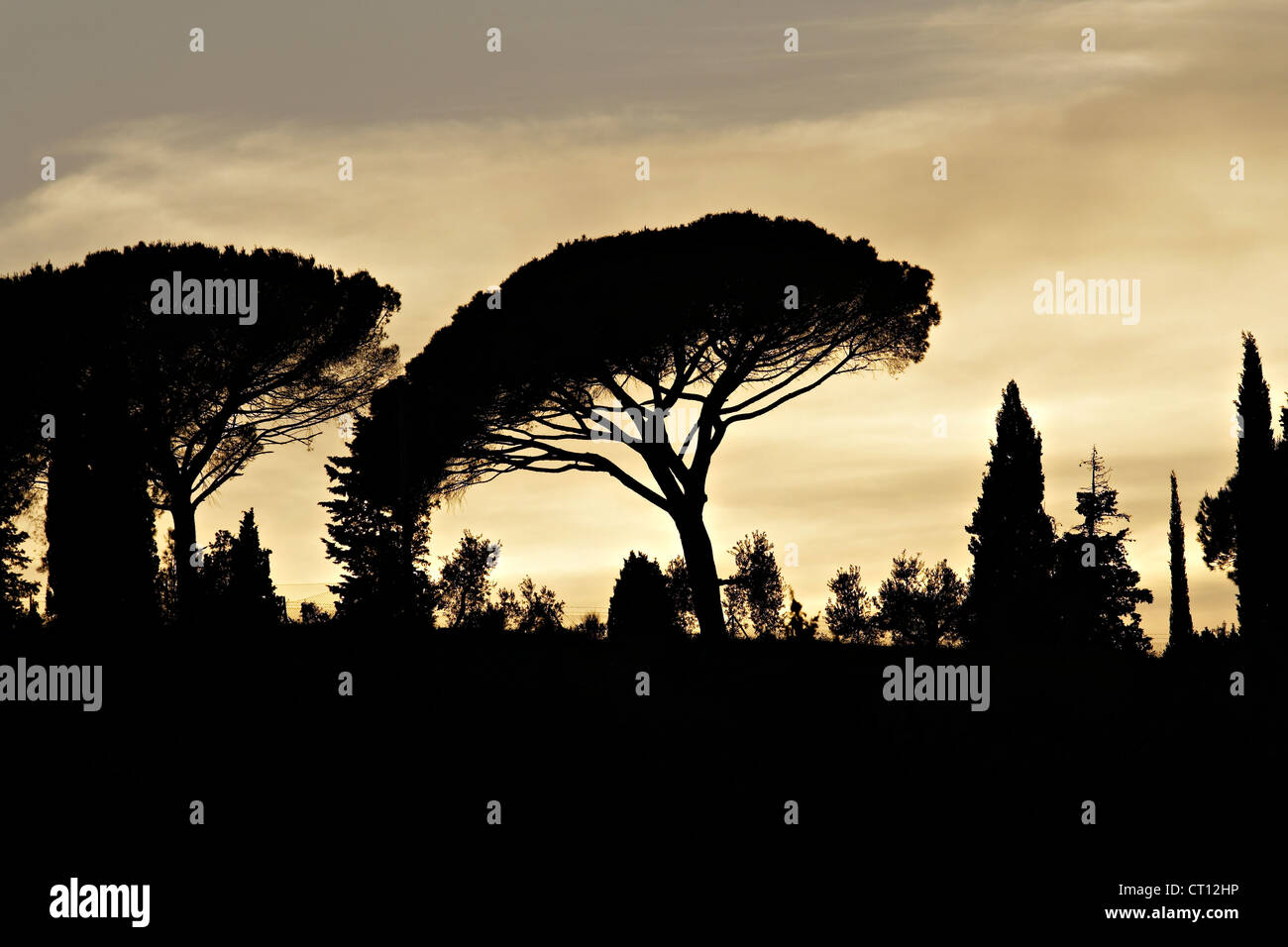 Pine tree on Tuscan hill, Riparbella Tuscany Italy Stock Photo - Alamy
