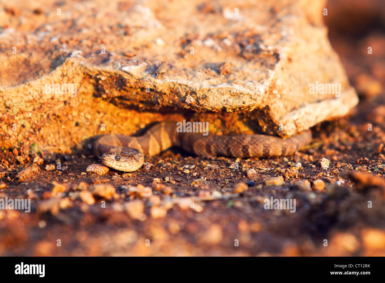 Baby viper snake hi-res stock photography and images - Alamy
