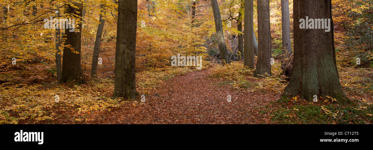 Harz region hi-res stock photography and images - Alamy