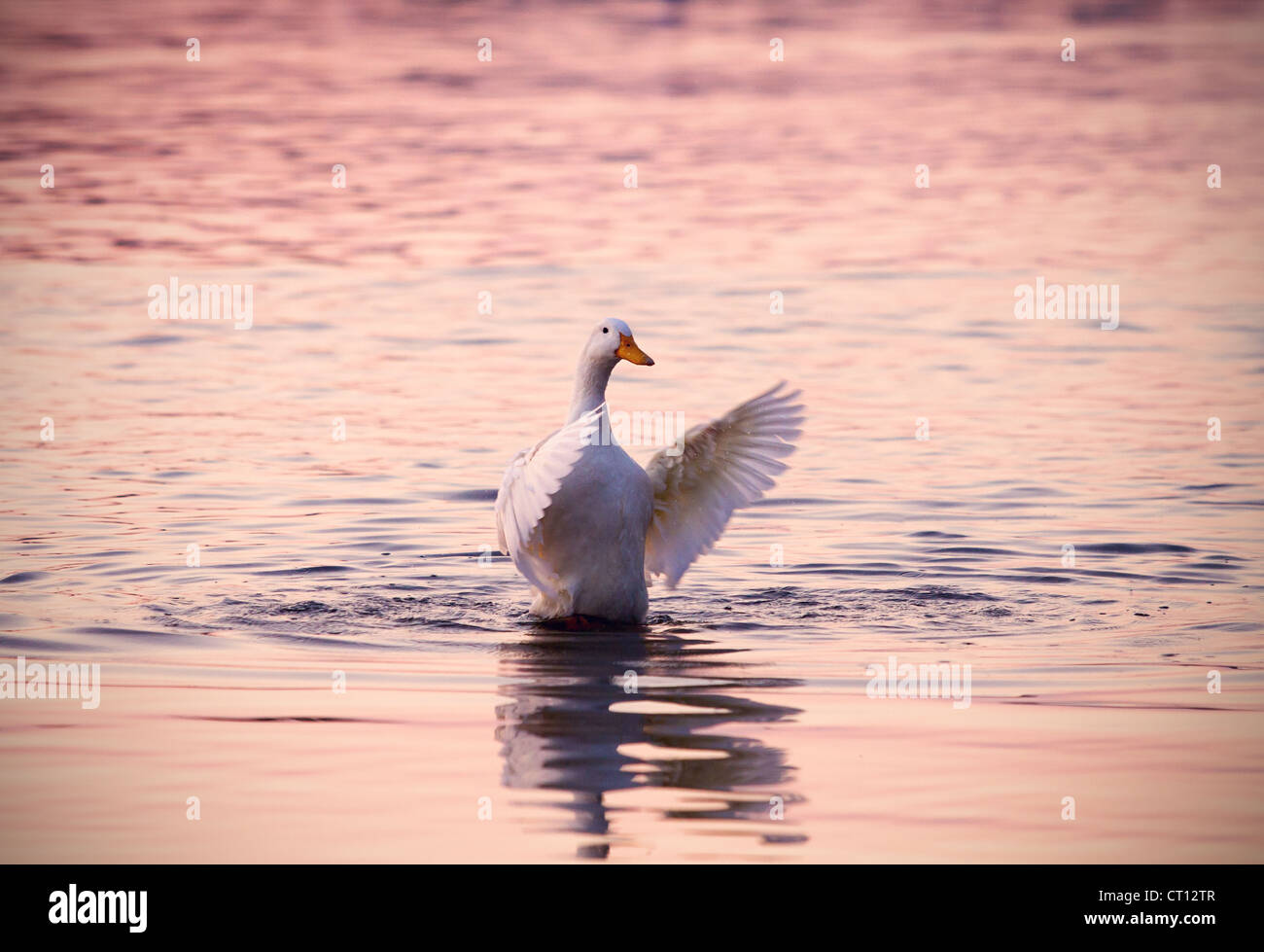 Upright no body hi-res stock photography and images - Alamy