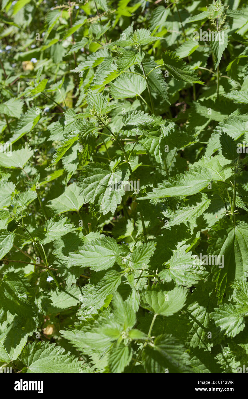 Nettle family hi-res stock photography and images - Alamy