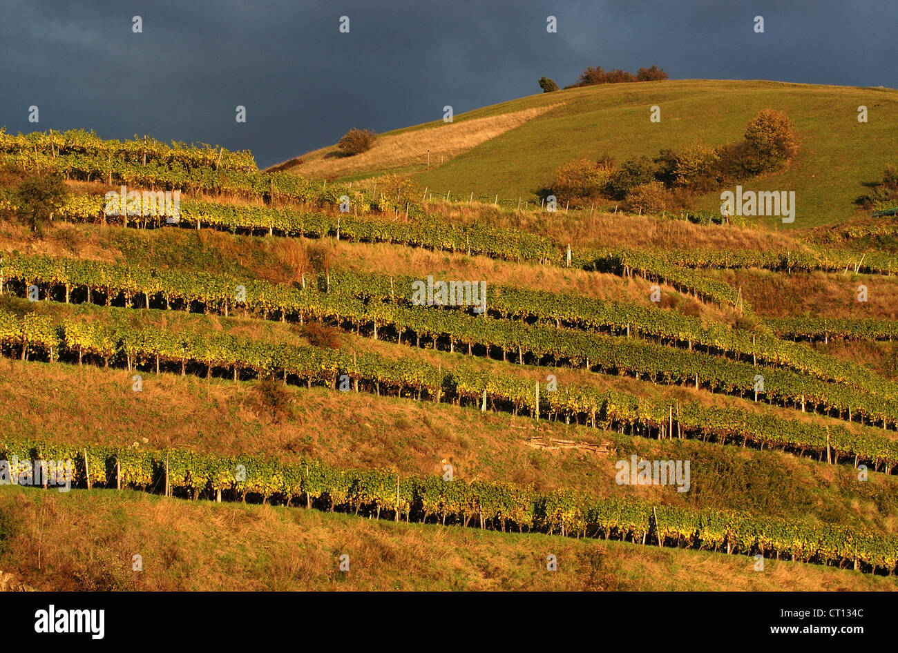 Ihringen Weinberg Kaiserstuhl Stock Photo - Alamy