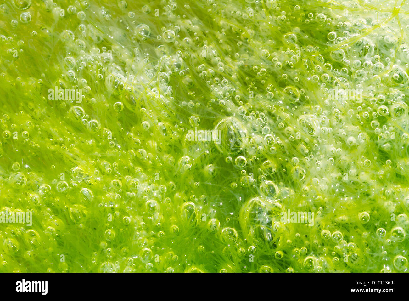 Algae bubble hi-res stock photography and images - Alamy