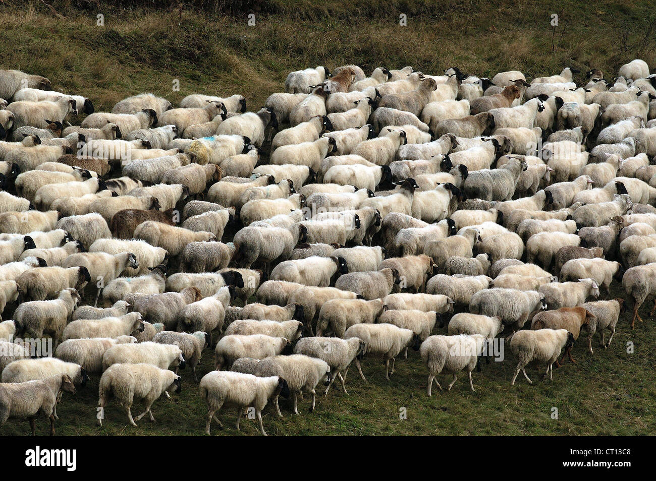 Simonswald, Flock in the Black Forest Stock Photo - Alamy