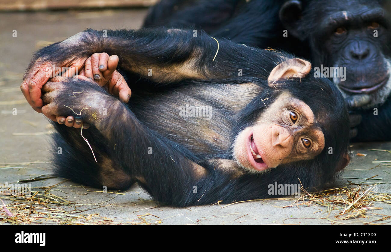 Baby chimpanzee playing hi-res stock photography and images - Alamy