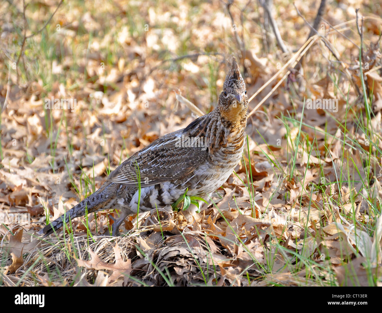 Male Ruffed Grouse Stock Photo - Alamy