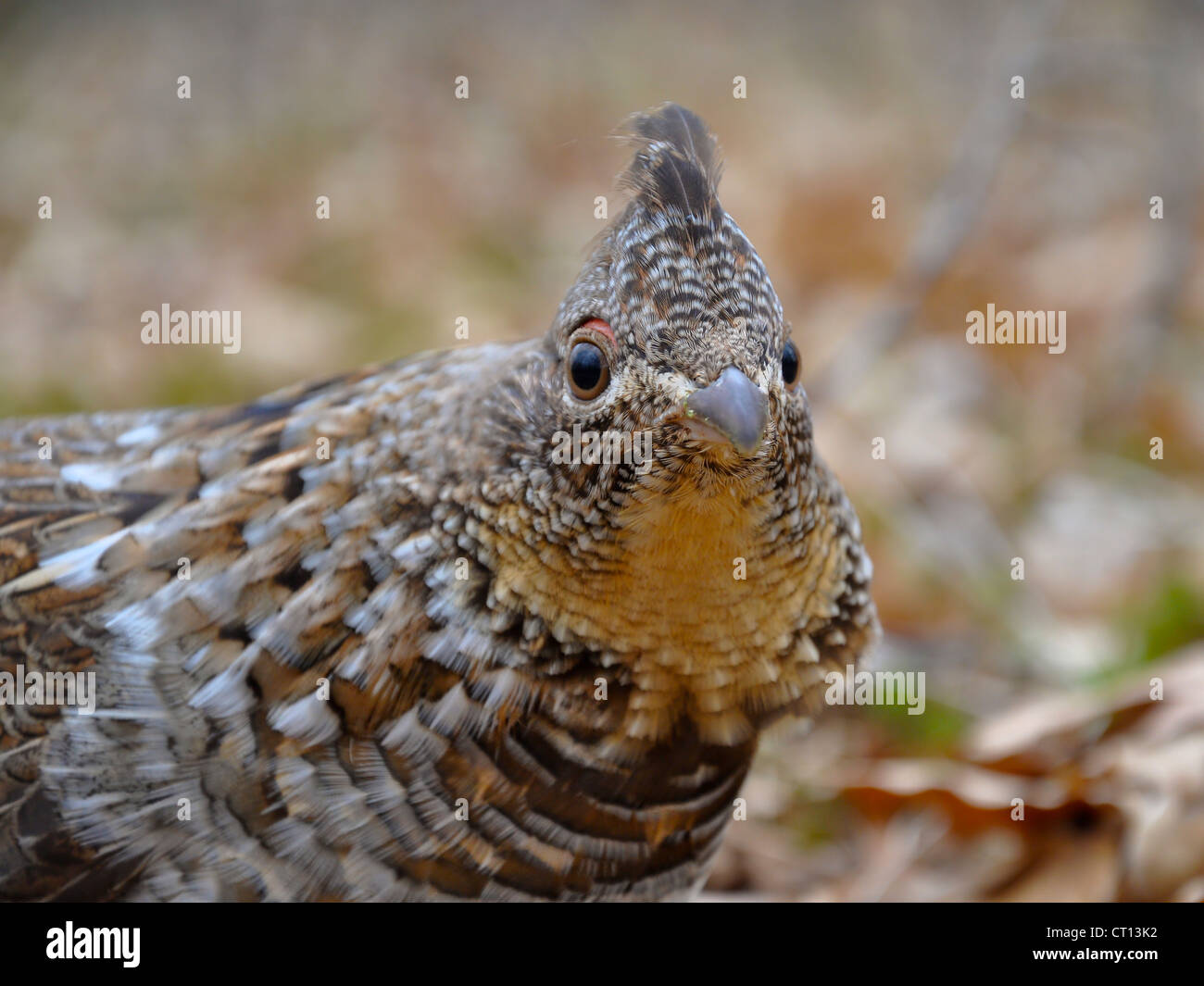 Male Ruffed Grouse Stock Photo - Alamy