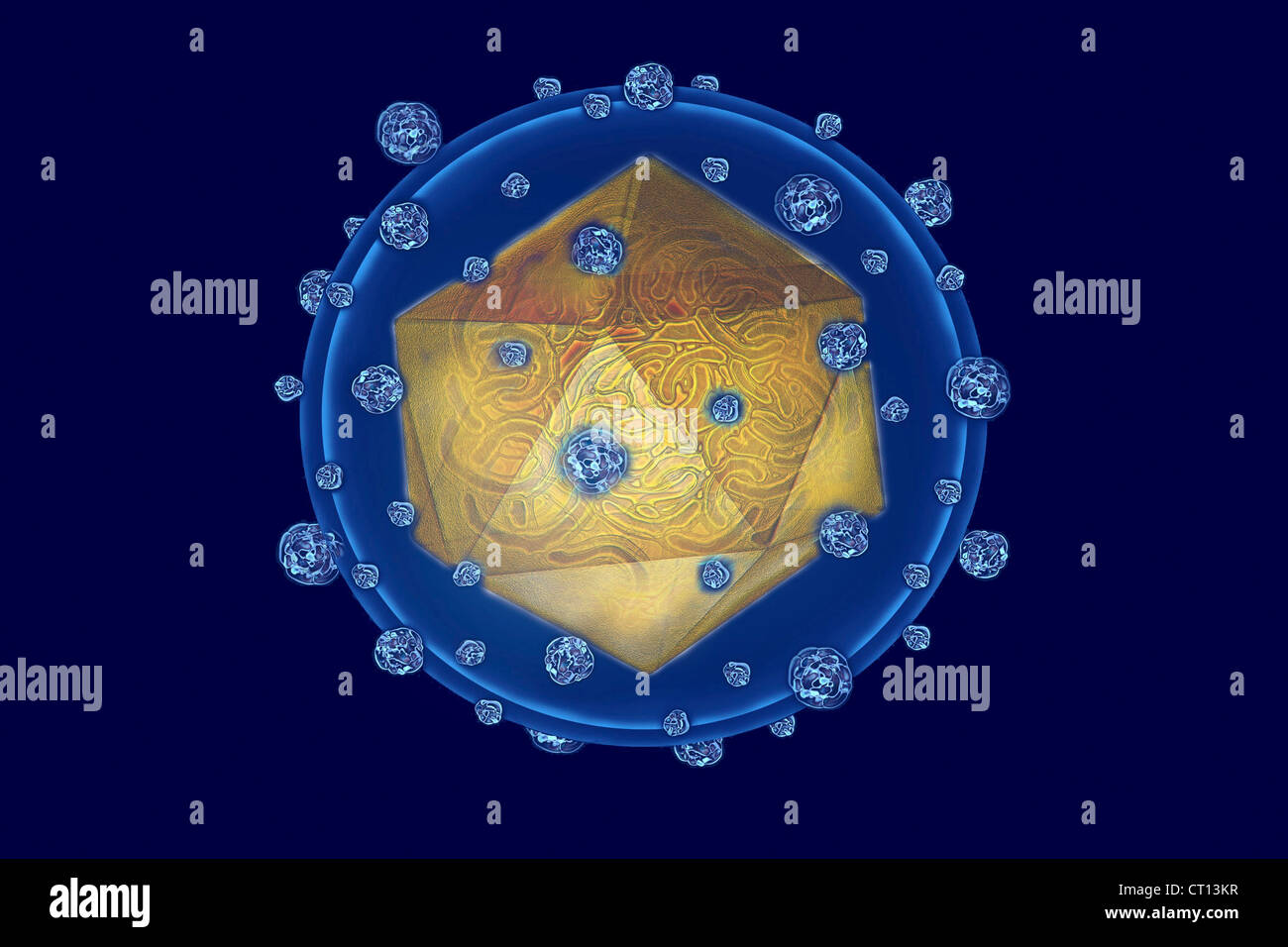 Hepadnaviruses hi-res stock photography and images - Alamy