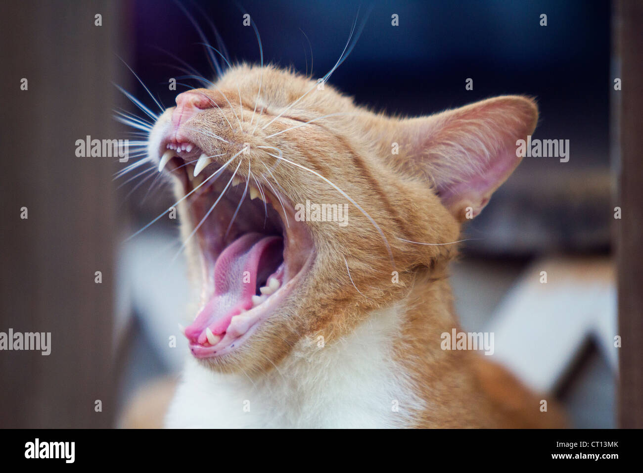 A yawing cat Stock Photo - Alamy