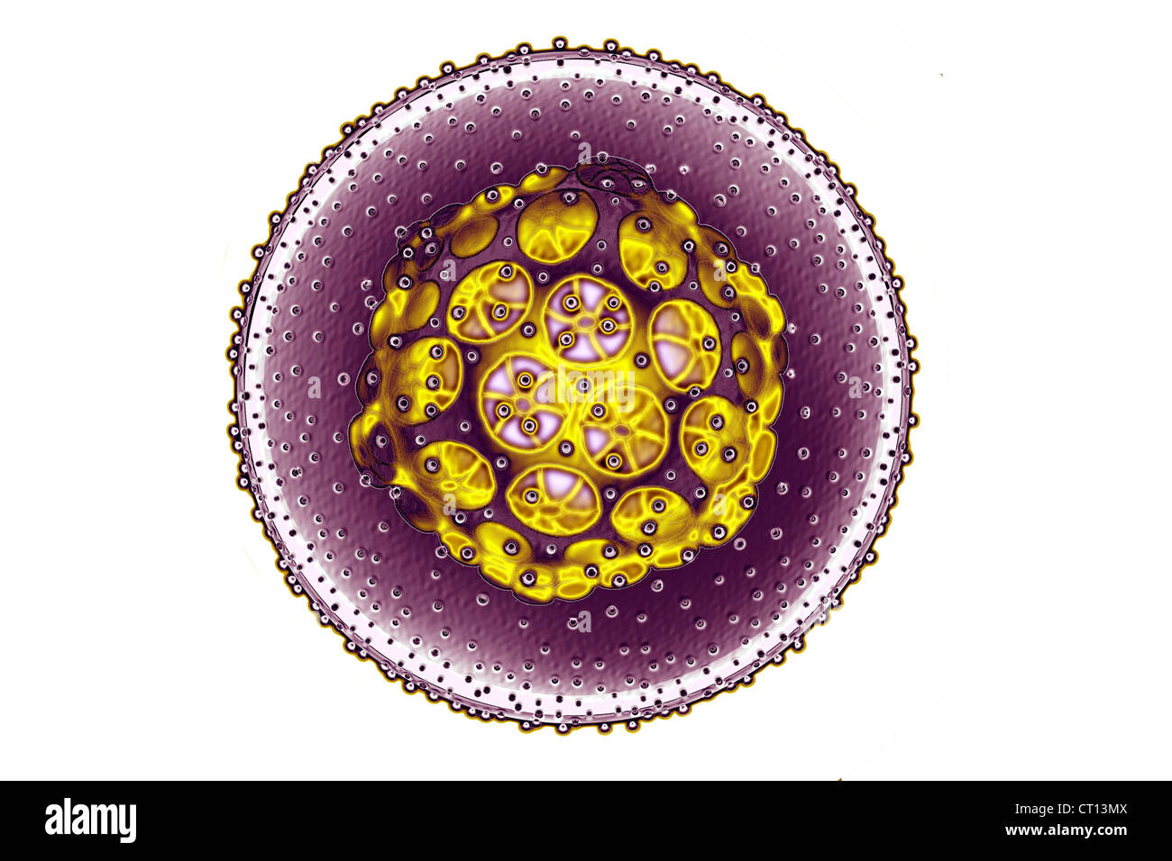 Herpes viridae Cut Out Stock Images & Pictures - Alamy