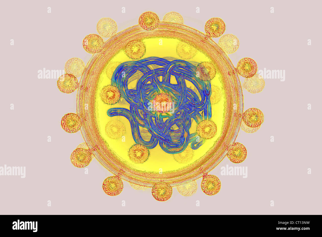 Hepatitis c drawing hi-res stock photography and images - Alamy