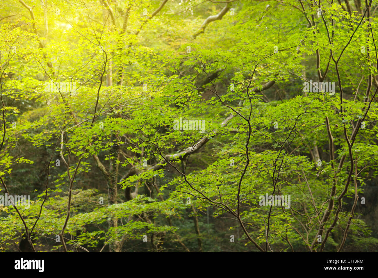 sunbeam in maple forest, Osaka, Japan Stock Photo - Alamy