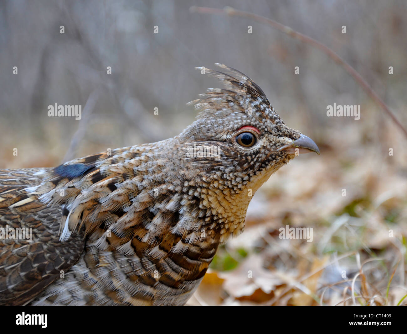 Ruffed Grouse Male Stock Photo - Alamy
