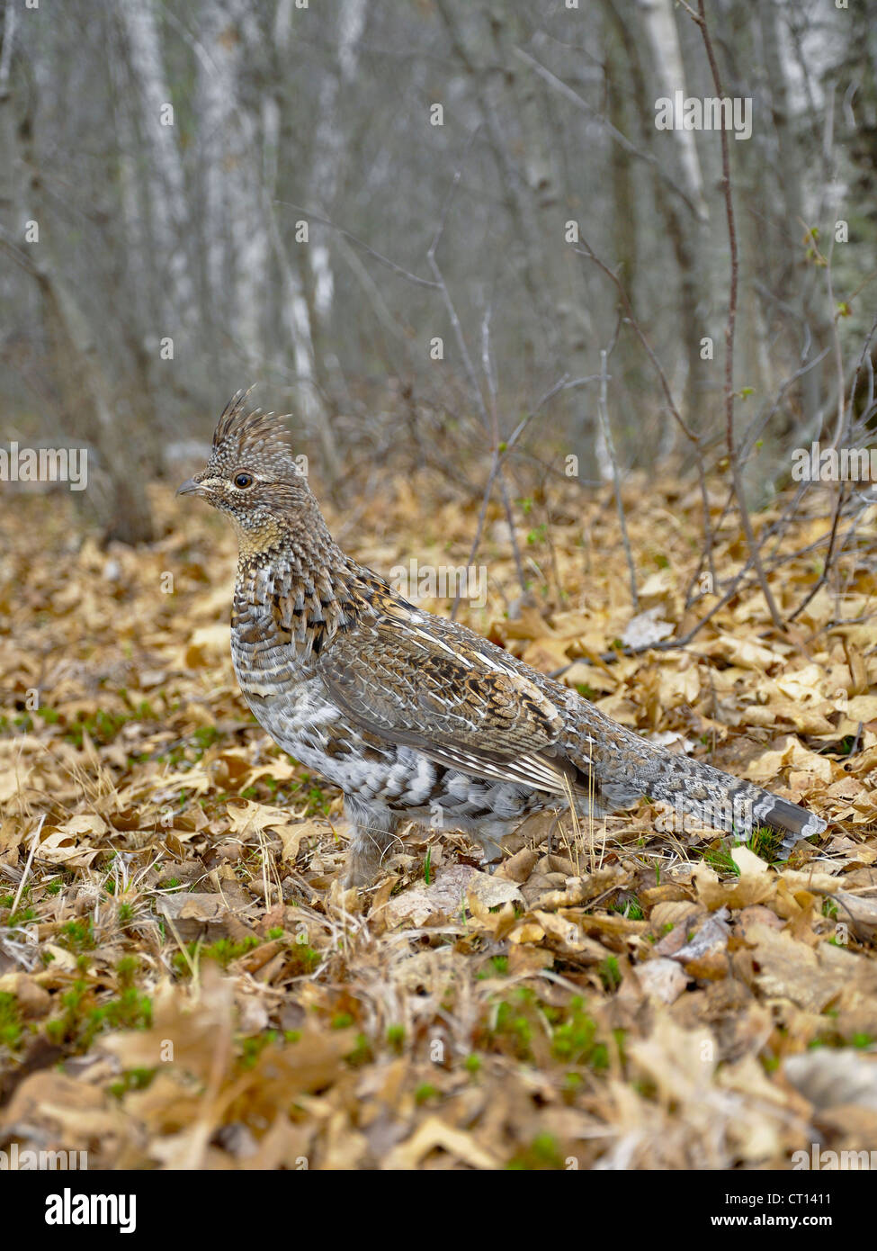 Grey phase hi-res stock photography and images - Alamy