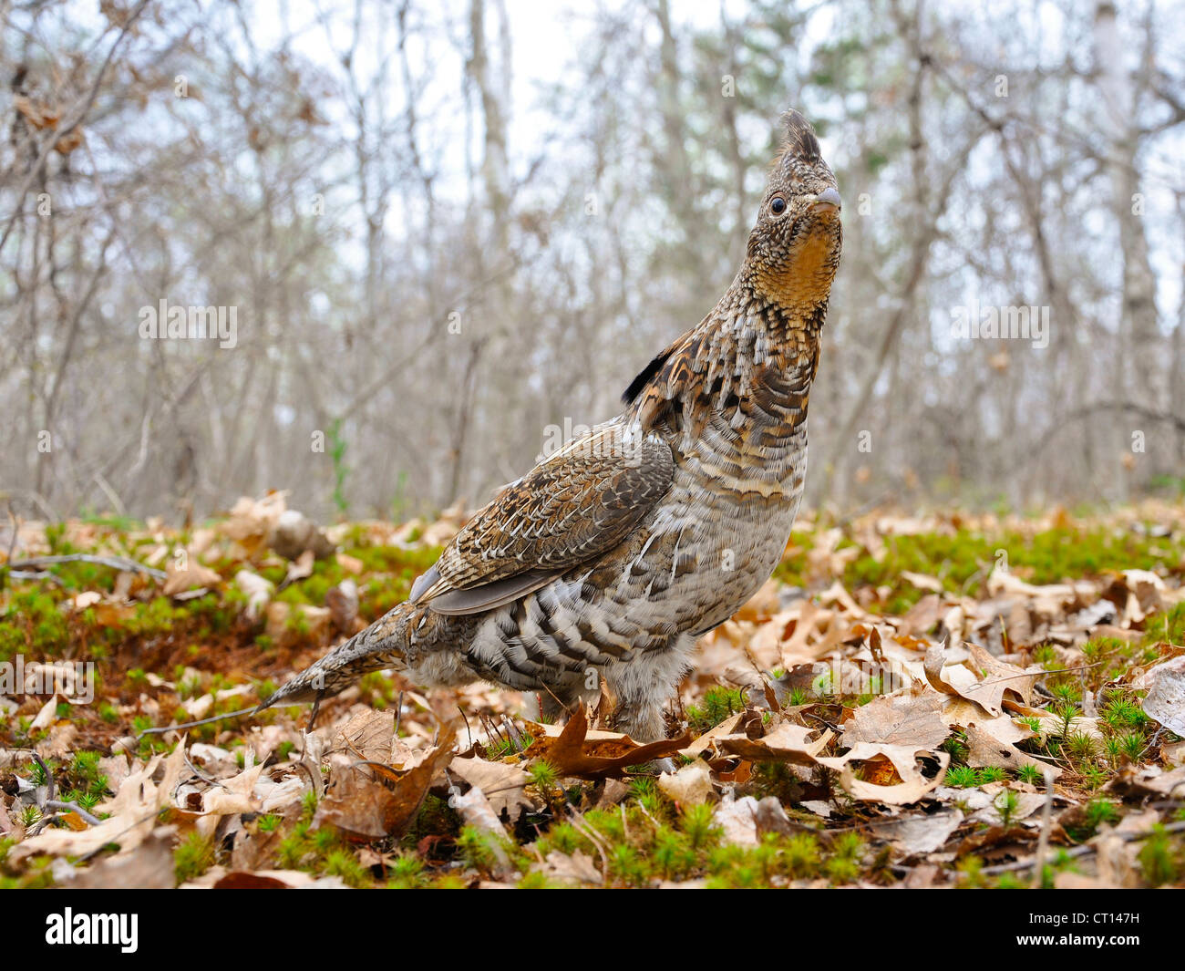 Ruffed GRouse Male Stock Photo - Alamy