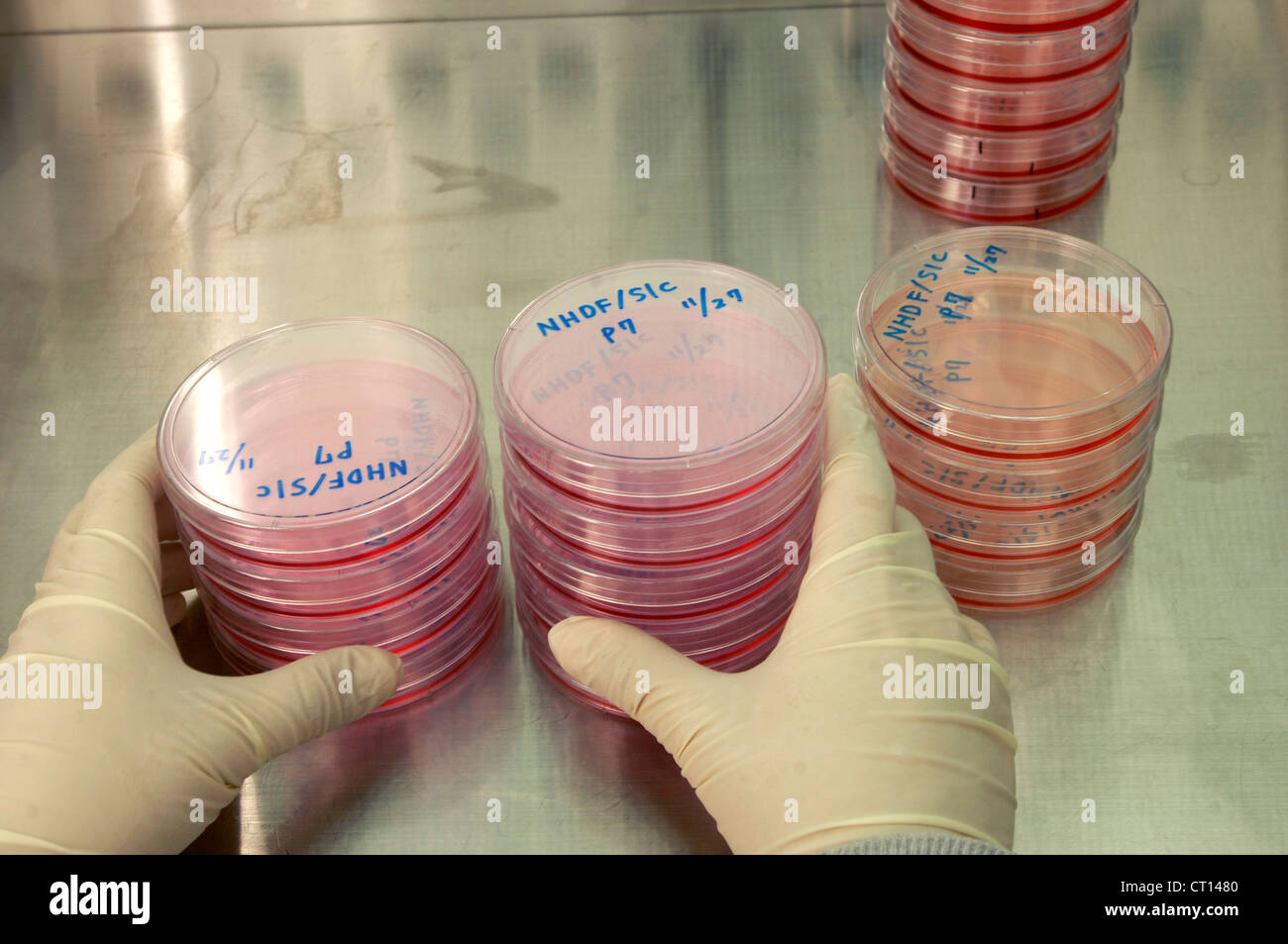 Cells hi-res stock photography and images - Alamy