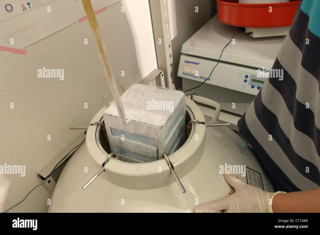 Stem cells in deep freeze Stock Photo - Alamy
