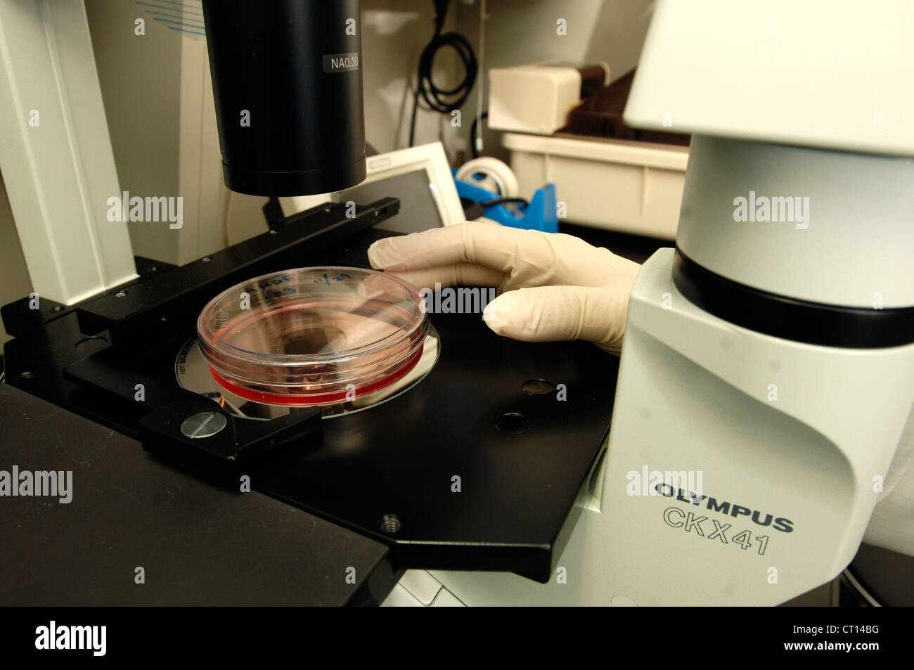 Induced pluripotent stem cell lines hi-res stock photography and images ...