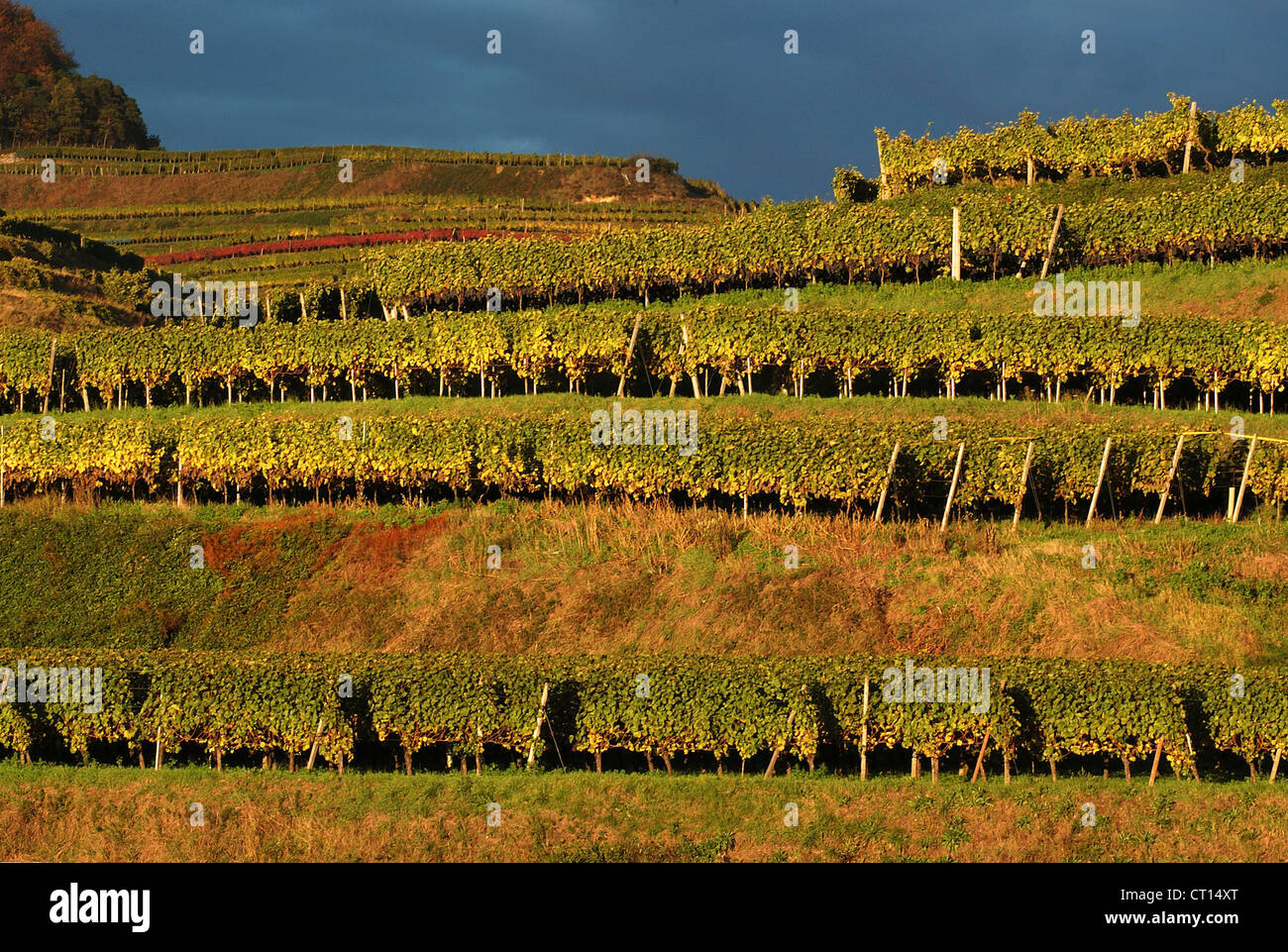 Ihringen Weinberg Kaiserstuhl Stock Photo - Alamy
