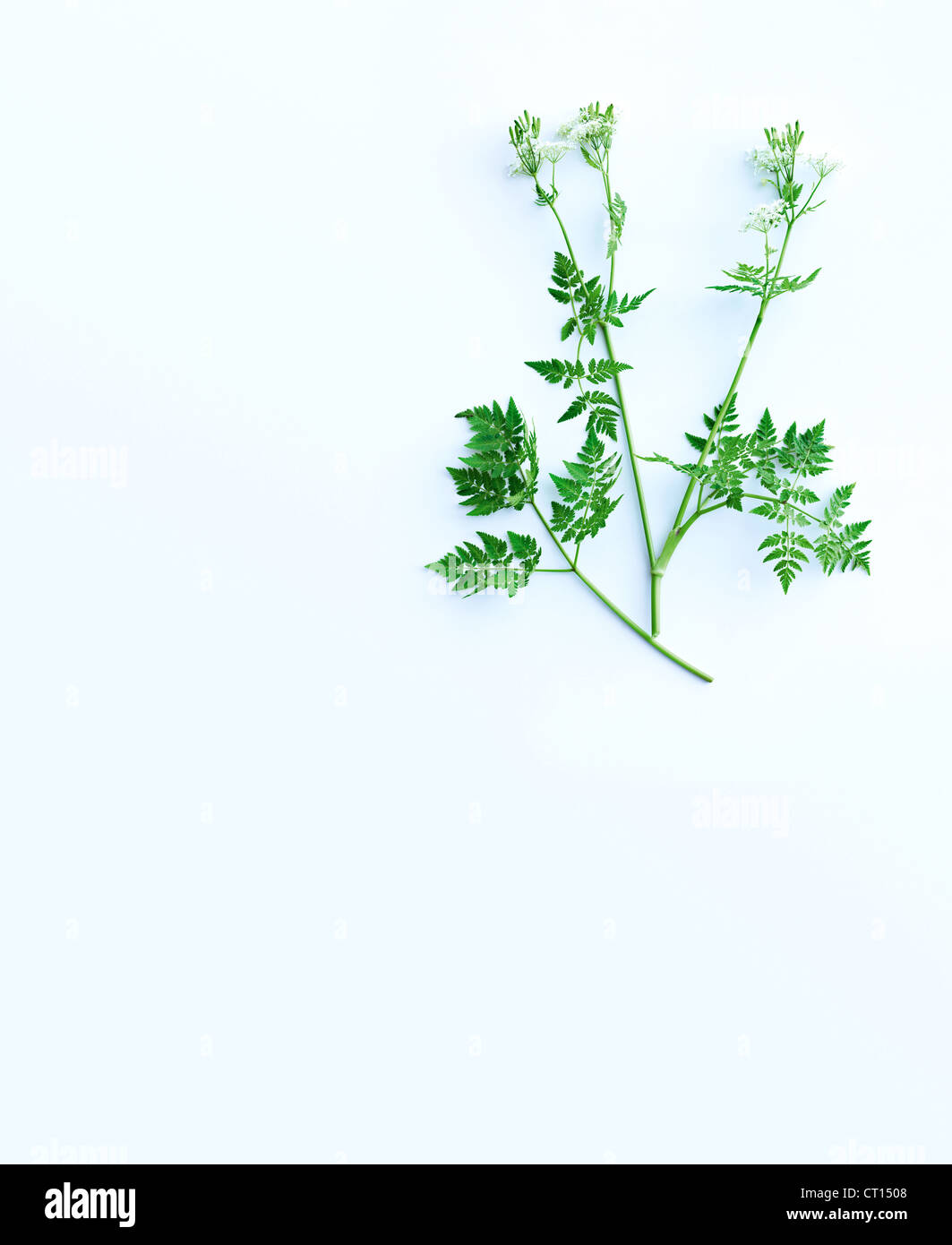 Single stem of herb hi-res stock photography and images - Alamy