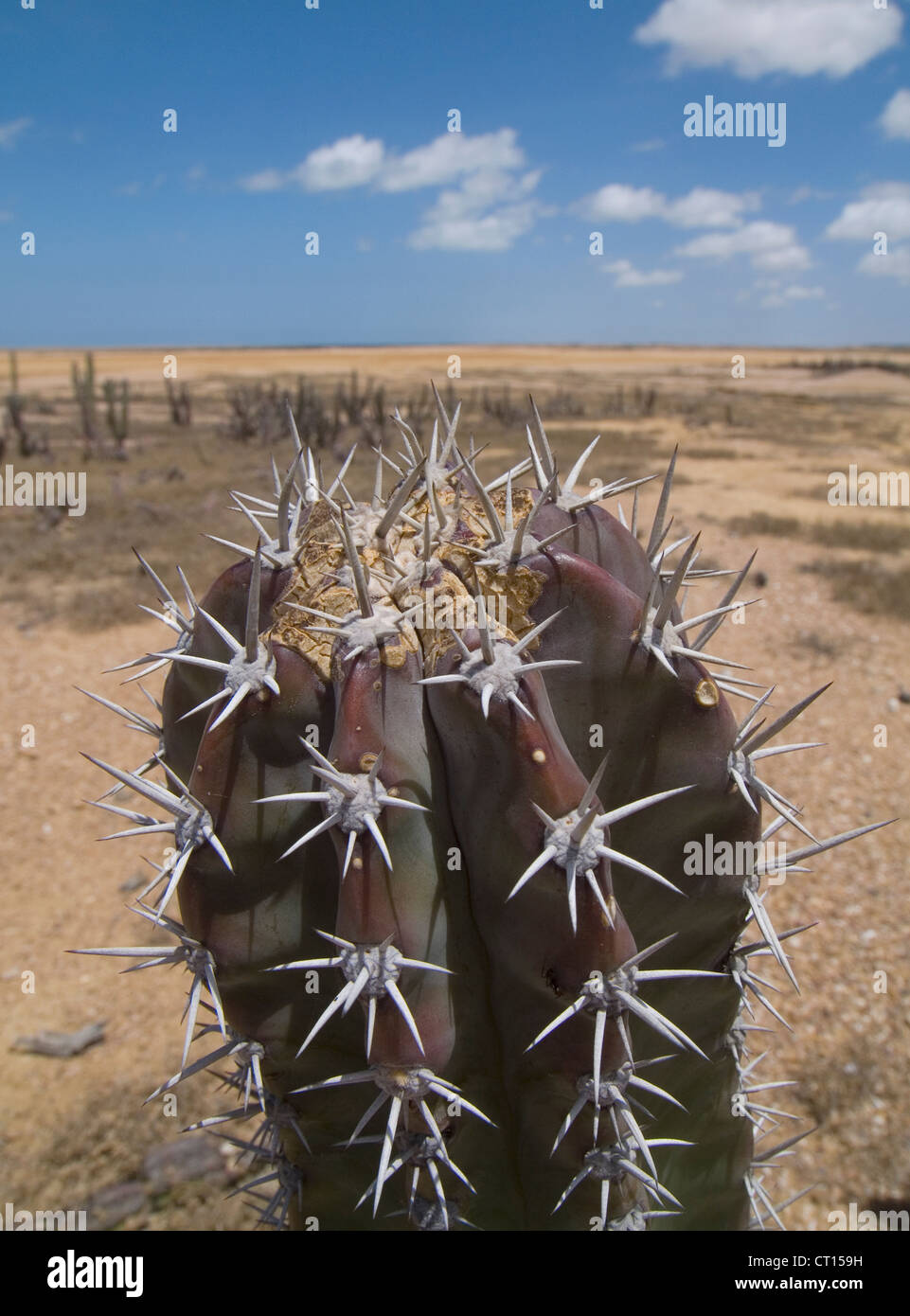 Spiny desert hi-res stock photography and images - Alamy