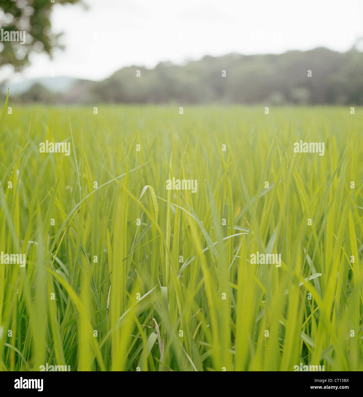 Grass foreground hi-res stock photography and images - Alamy