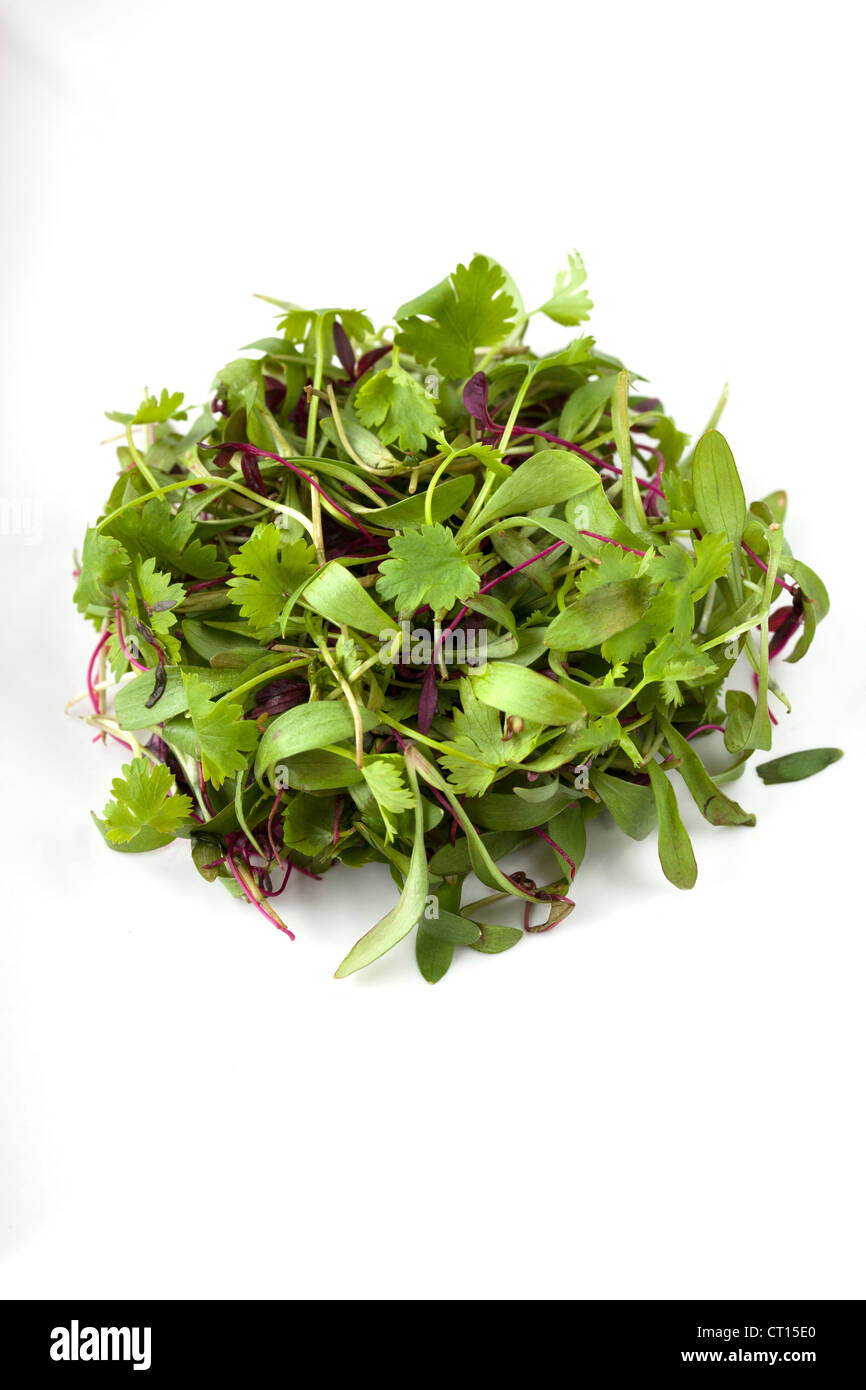 Baby Coriander and Amaranth Herbs Stock Photo - Alamy