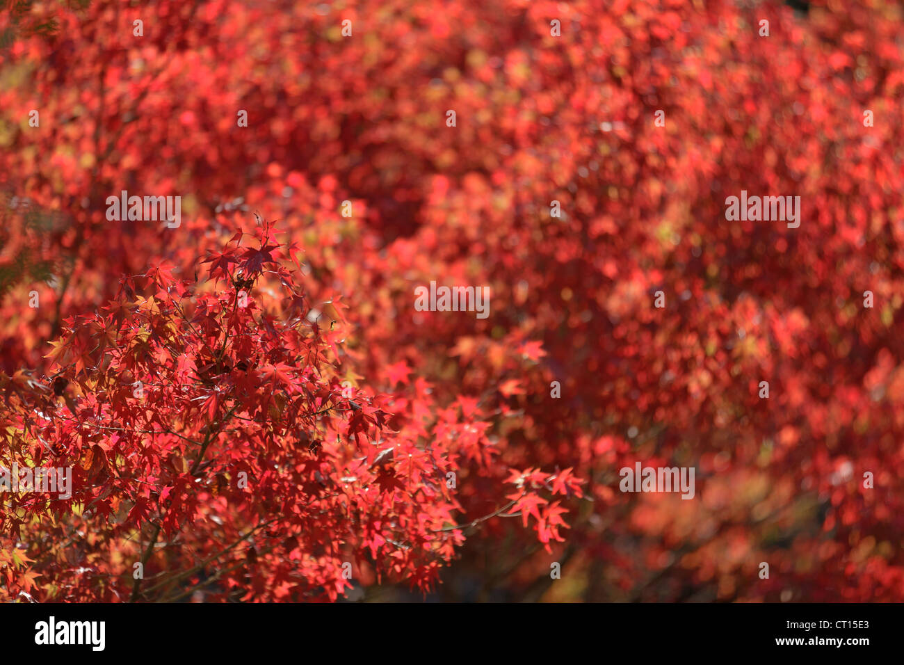 red maple tree in autumn, Japan Stock Photo - Alamy