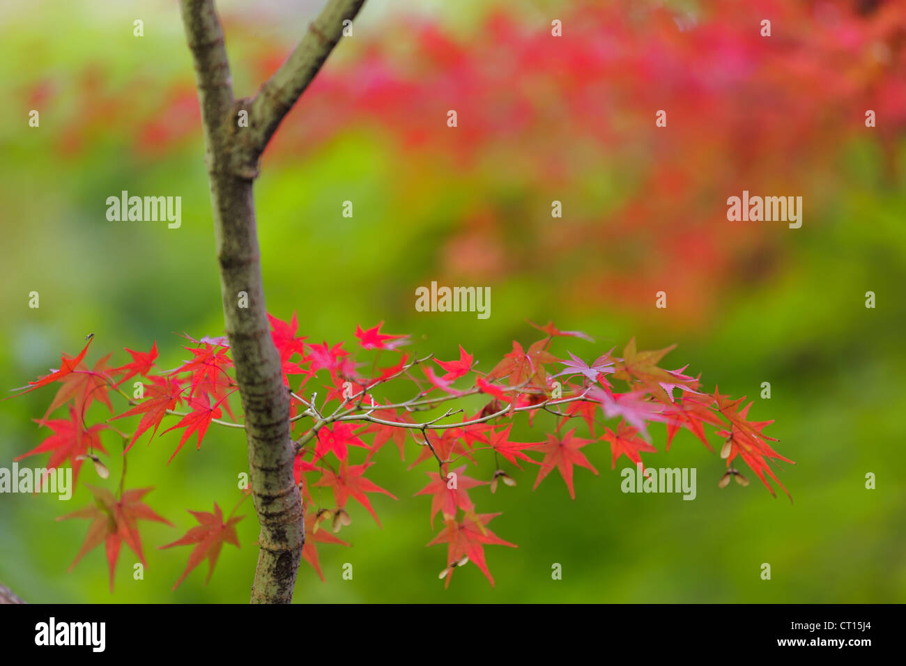 red maple tree leaves in japanese zen garden Stock Photo - Alamy