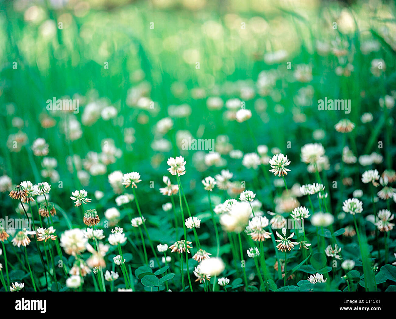 Flower white clover field trifolium hi-res stock photography and images ...