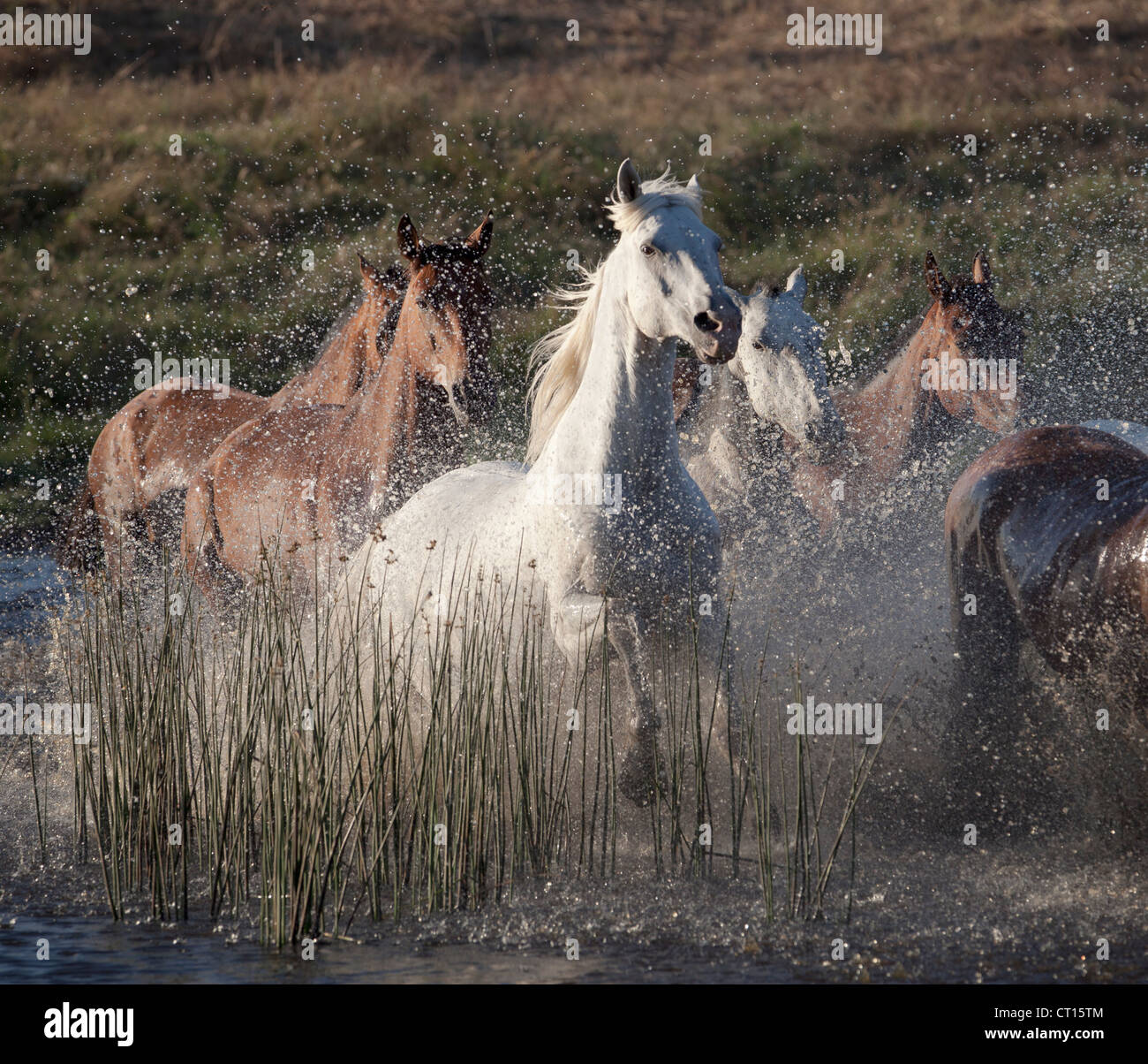 Horse running through water hi-res stock photography and images - Alamy