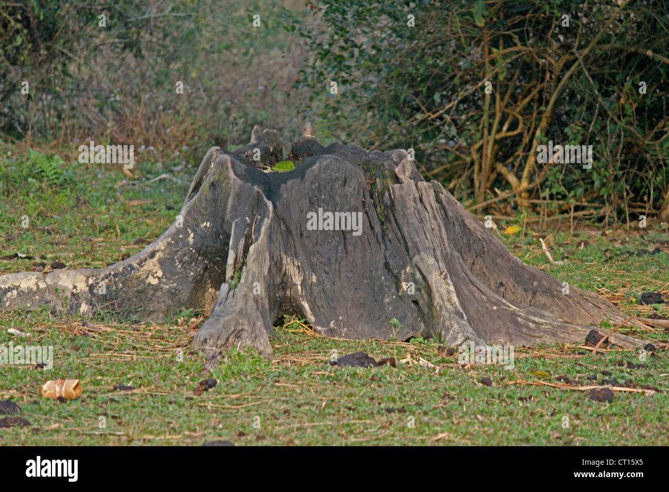 Trunk, Bark of a dead Tree Stock Photo - Alamy