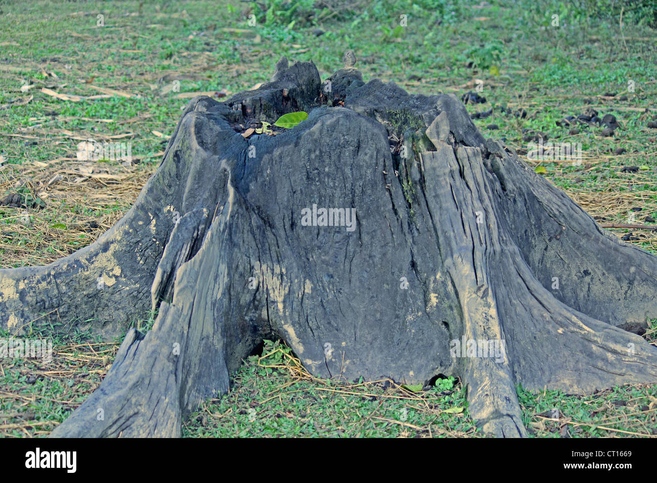 Trunk, Bark of a dead Tree dead Stock Photo - Alamy