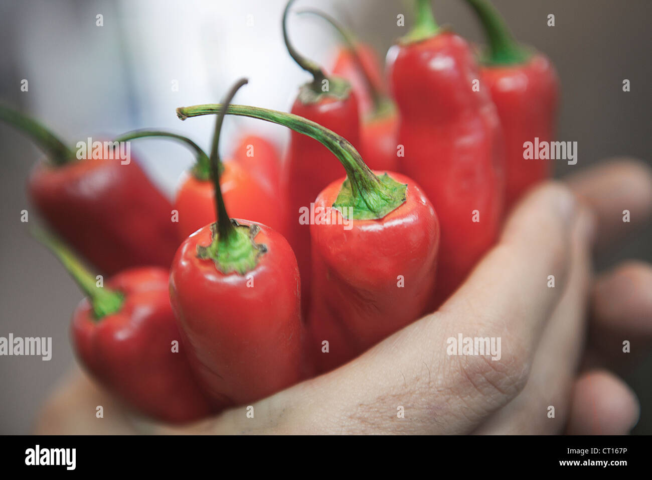 Hands holding peppers hi-res stock photography and images - Alamy