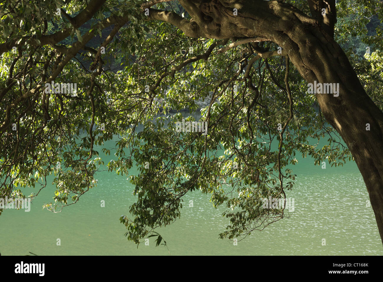 Tree branch over river hi-res stock photography and images - Alamy
