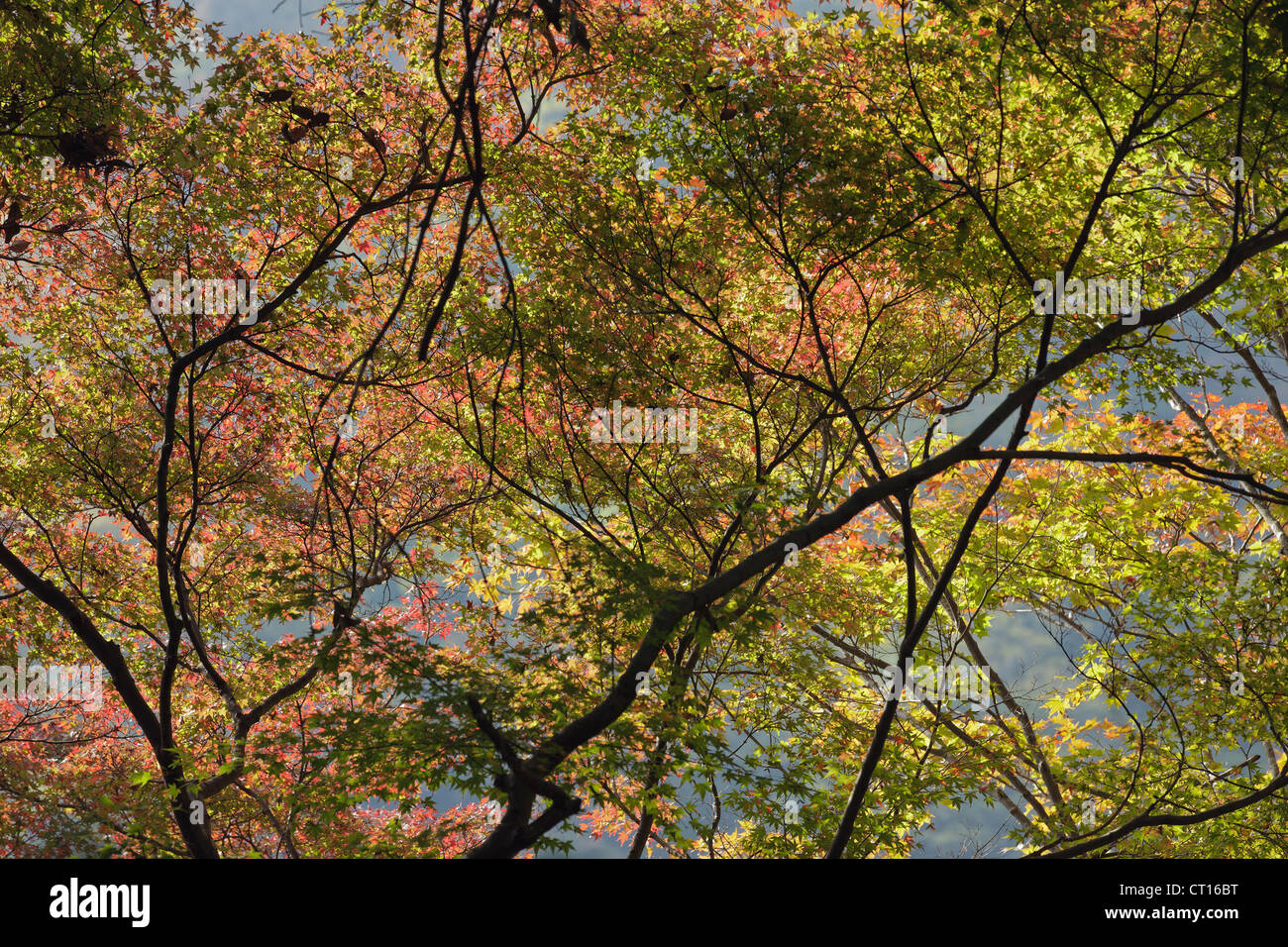 japanese maple tree fall colors under sunlight Stock Photo - Alamy