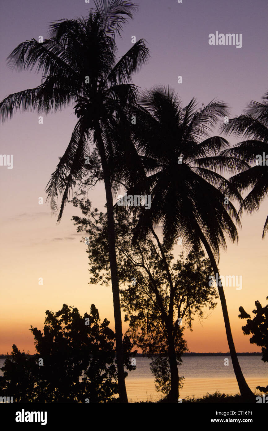 Silhouette of palm trees at sunset Stock Photo - Alamy
