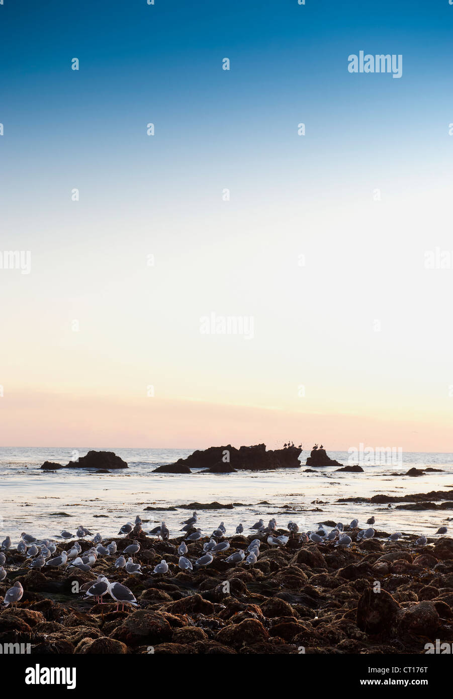 Seagulls flocking on sandy beach Stock Photo - Alamy